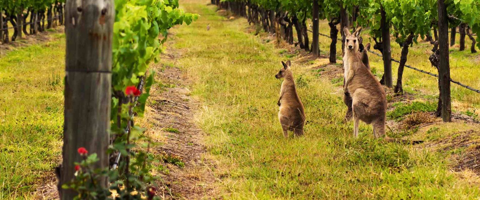 1 Day Hunter Valley Wine Tour from Sydney $195