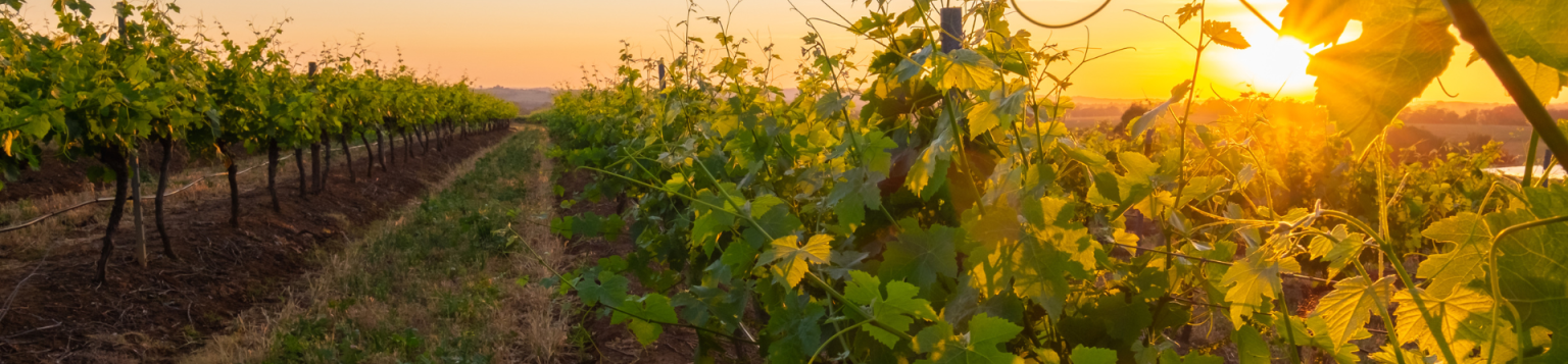 How to get to the Hunter Valley from Sydney